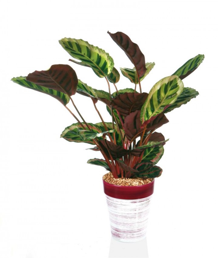 Kalatea (Calathea) - uprawa i pielęgnacja - Kwiaty doniczkowe - Ogród i ...